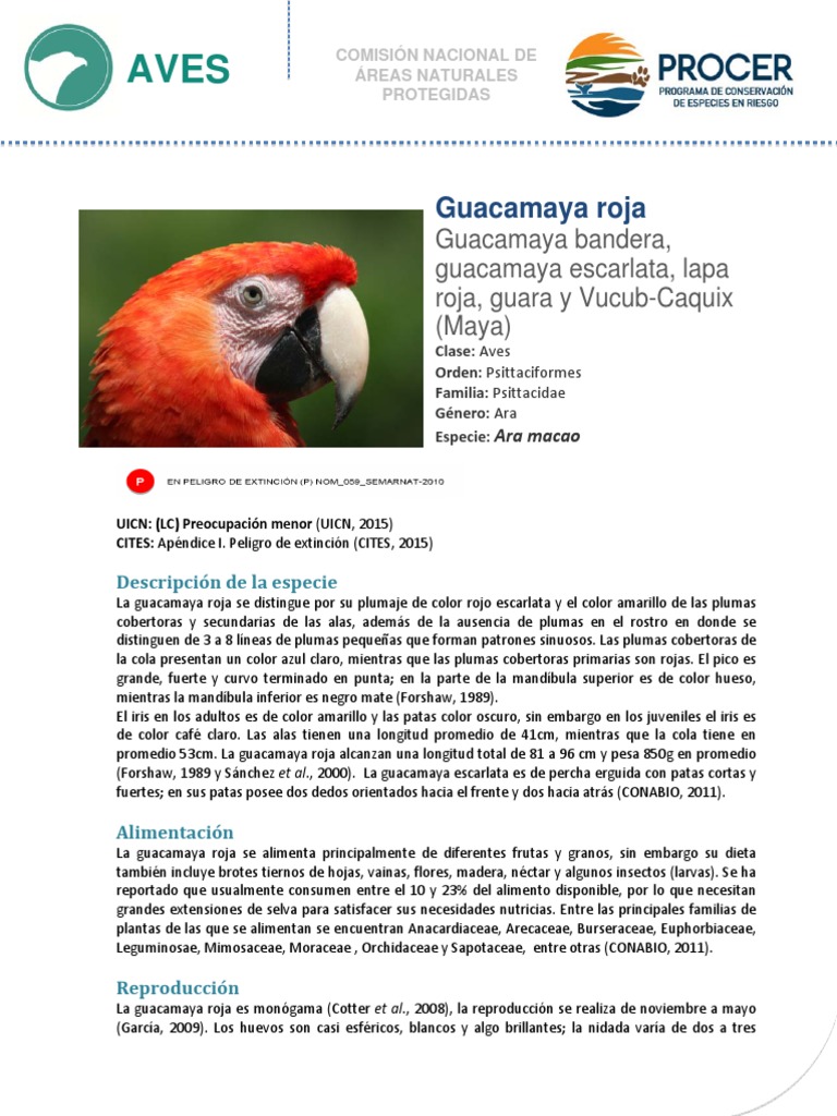 2010 Ficha Guacamaya Roja | PDF | Aves | Entorno natural