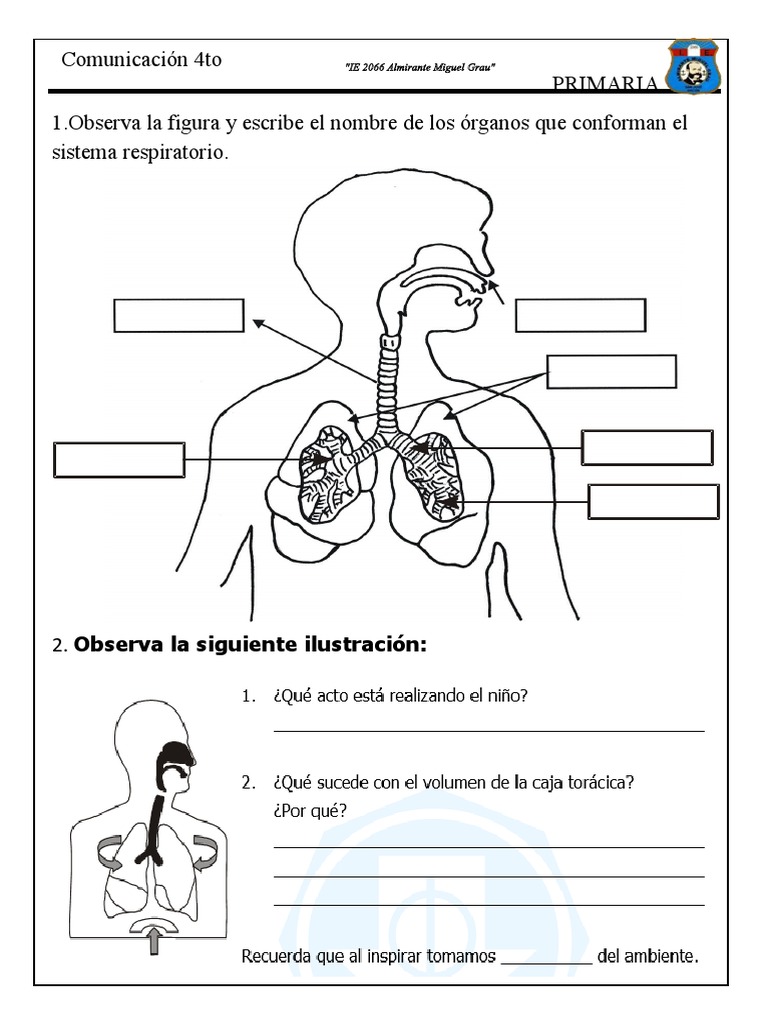 Ficha Sistema Respiratorio | PDF | Pulmón | Sistema respiratorio