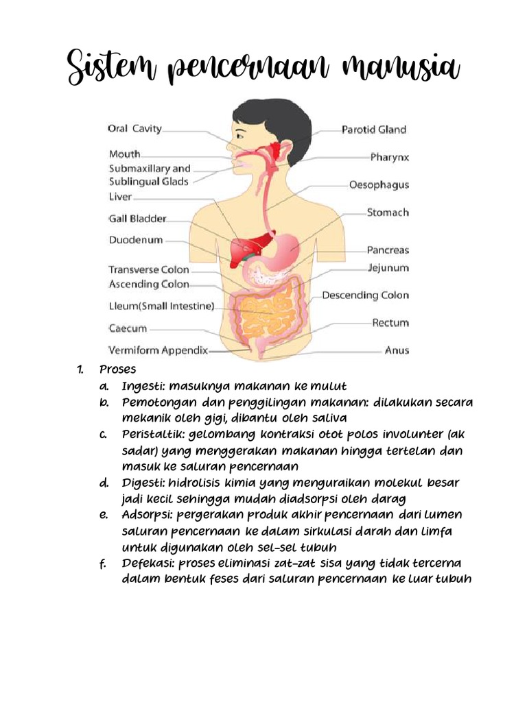 Sistem Pencernaan Manusia | PDF