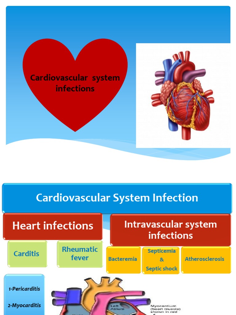 Micro - CVS Infections | PDF | Heart | Streptococcus