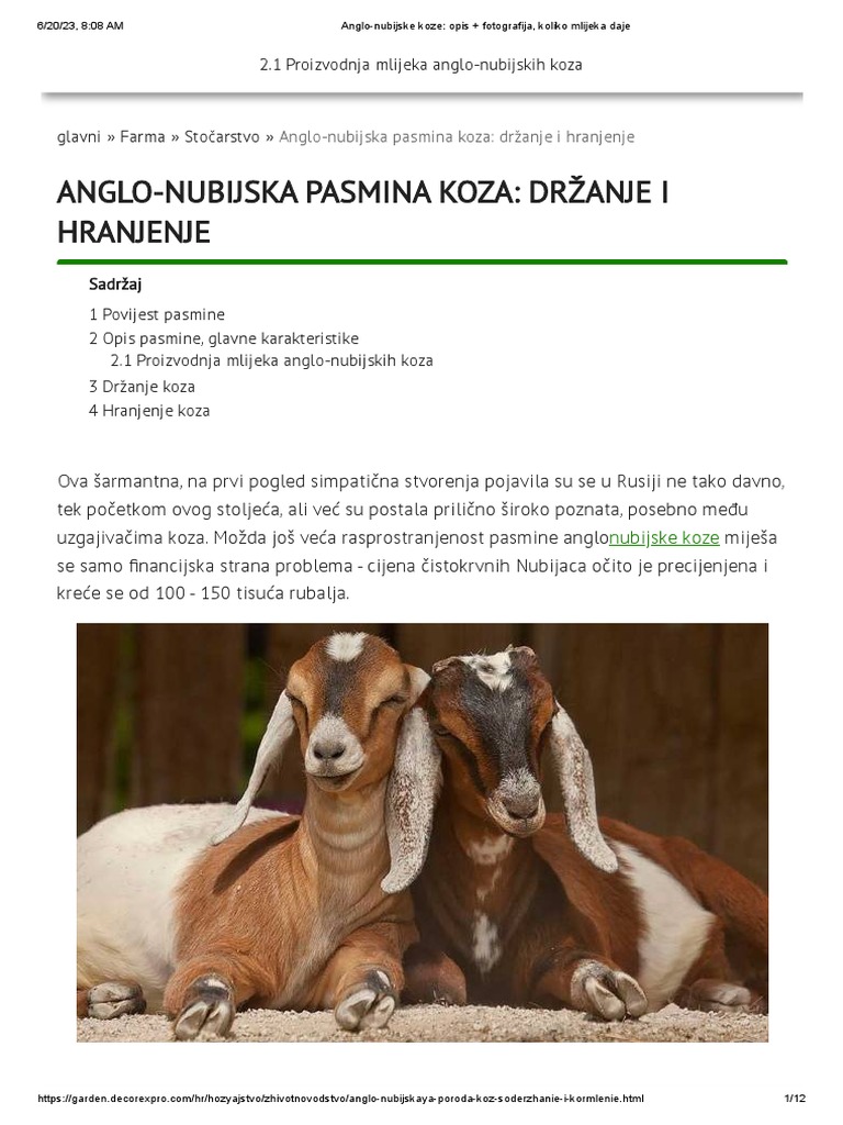 Anglo-nubijske Koze_ Opis + Fotografija, Koliko Mlijeka Daje | PDF