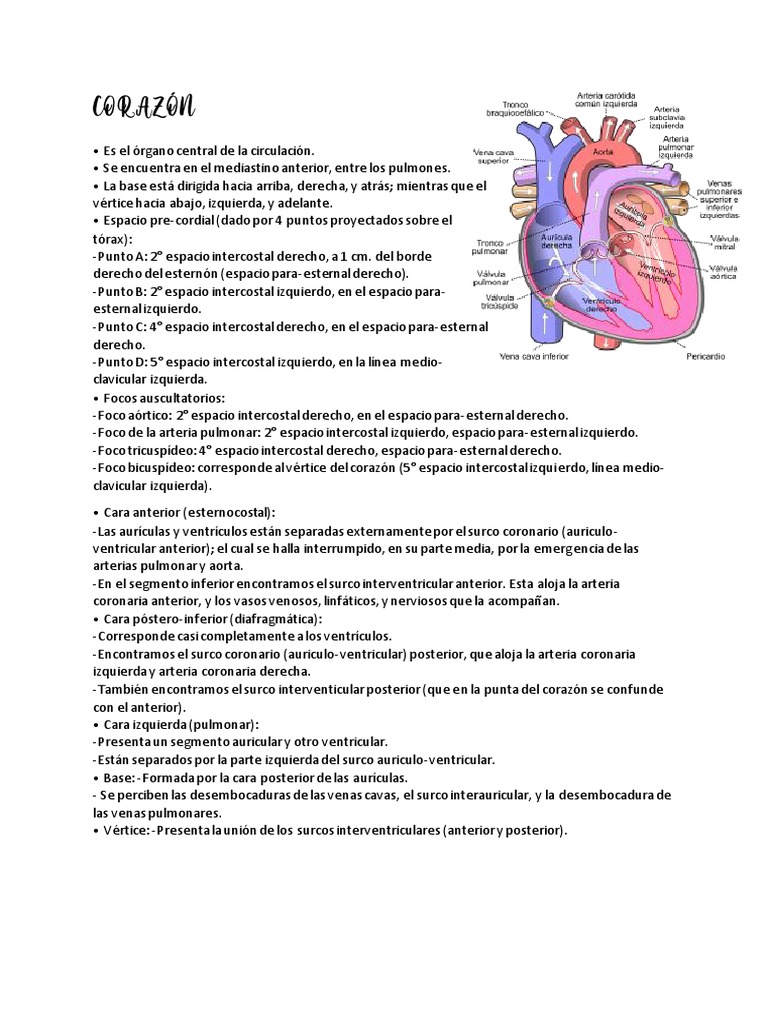 CORAZÓN | PDF | Corazón | Ventrículo (corazón)