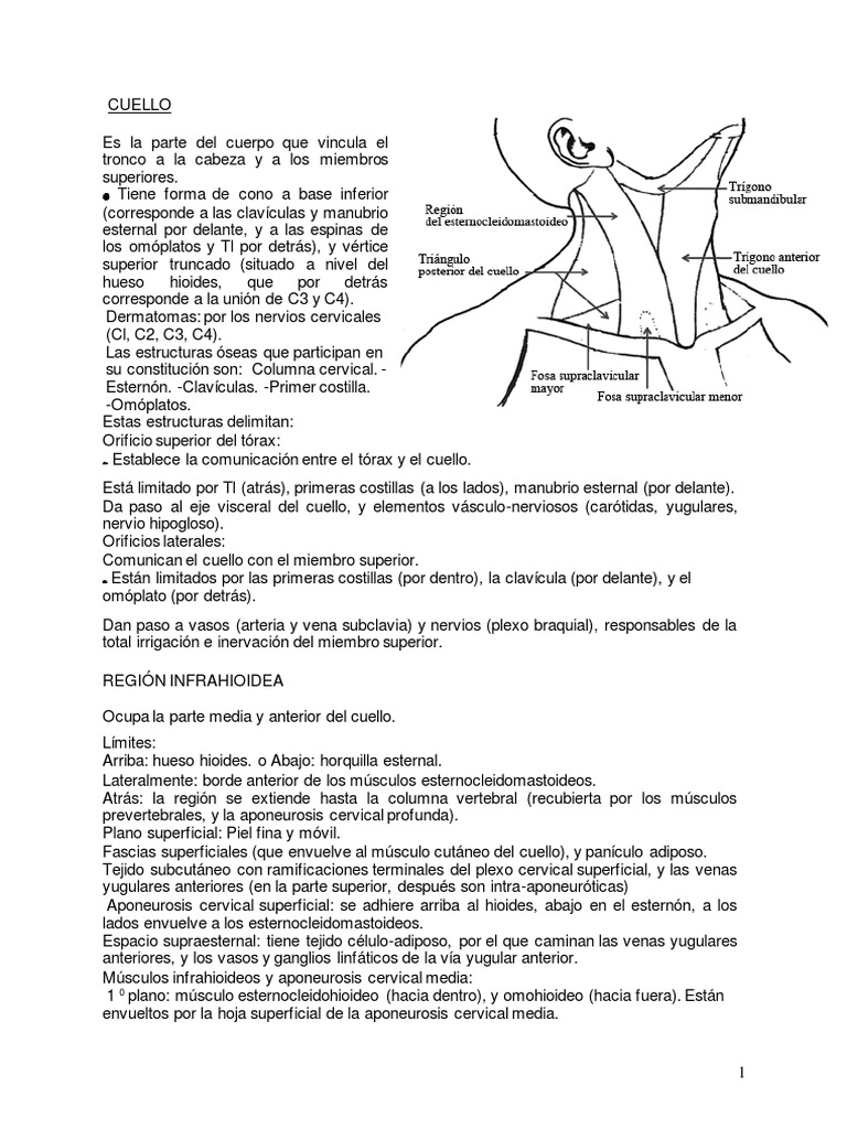Anatomía del Cuello: Estructuras y Regiones | PDF | Anatomía humana ...