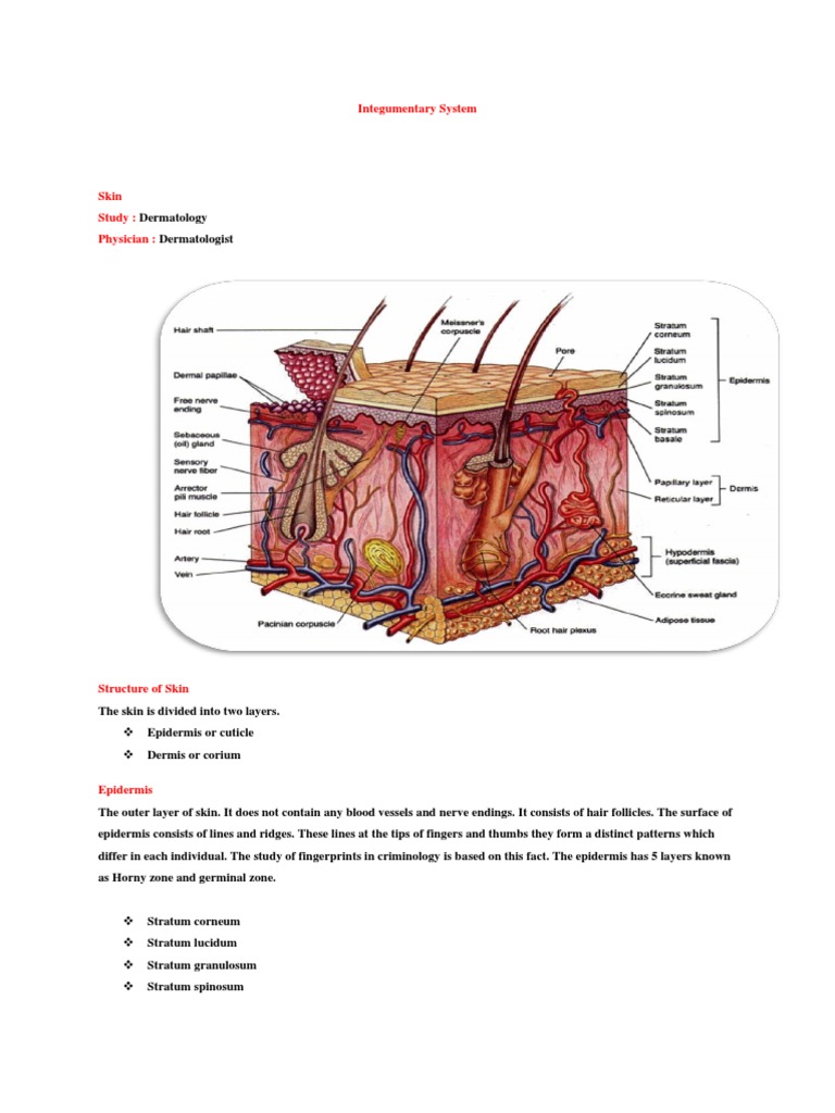 Integumentary System | Download Free PDF | Skin | Integumentary System