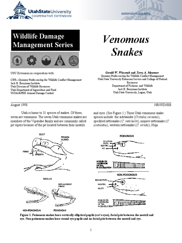 Venomous Snakes | PDF | Squamata | Venomous Snakes