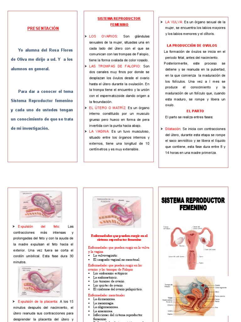 Triptico Sobre El Reproductor Femenino | PDF | Sistema reproductivo | Sistema Reproductor ...