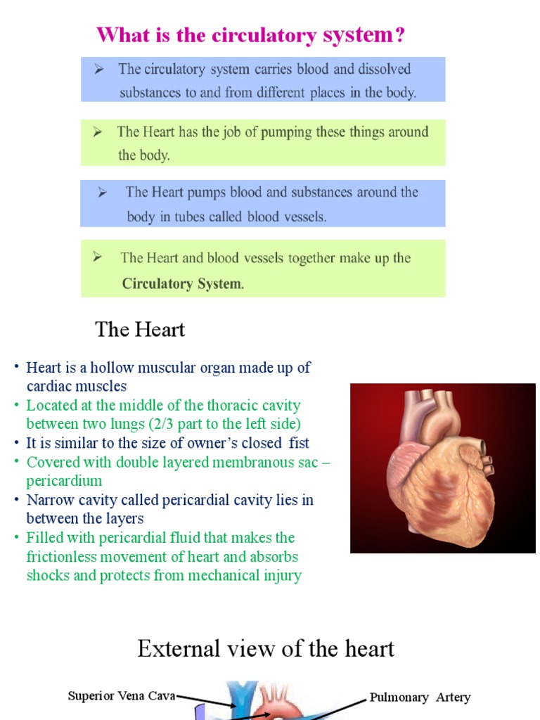Circulatory System (The Heart) 2 | PDF | Heart | Atrium (Heart)