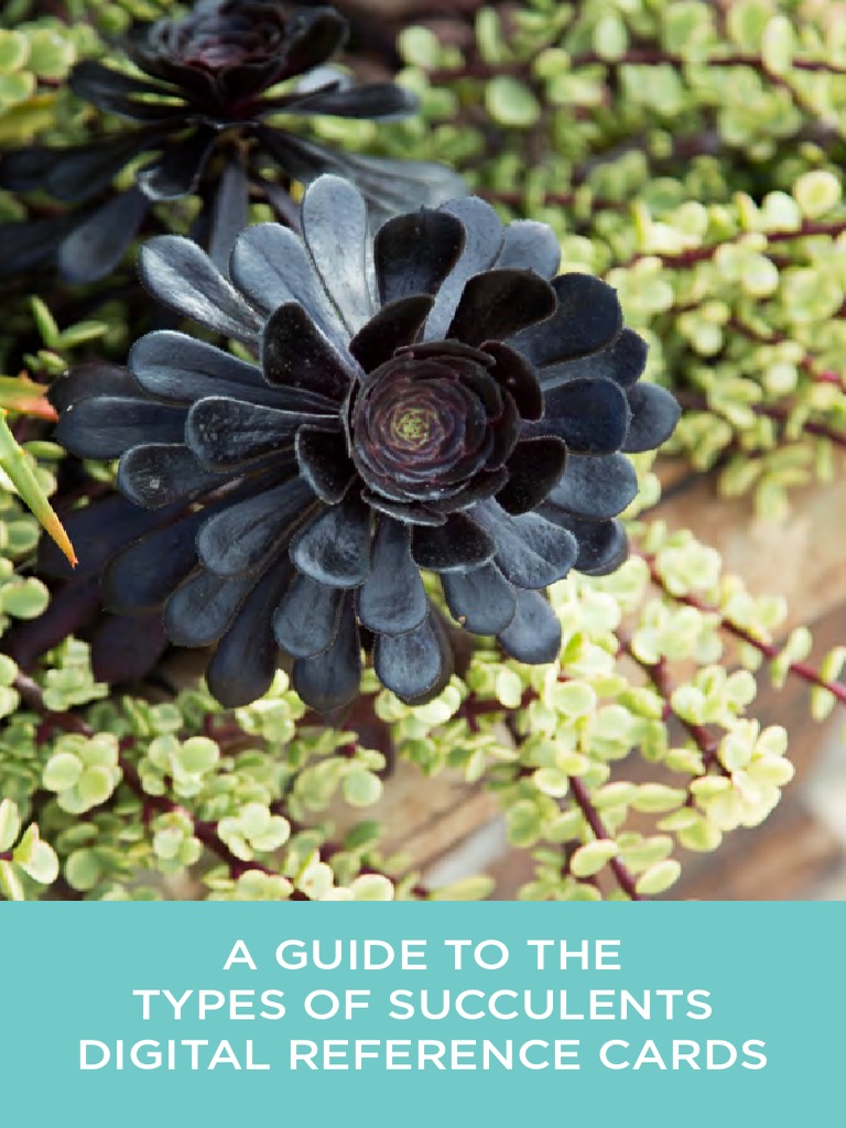 Types of Succulents Care Guide | PDF | Seed | Succulent Plant