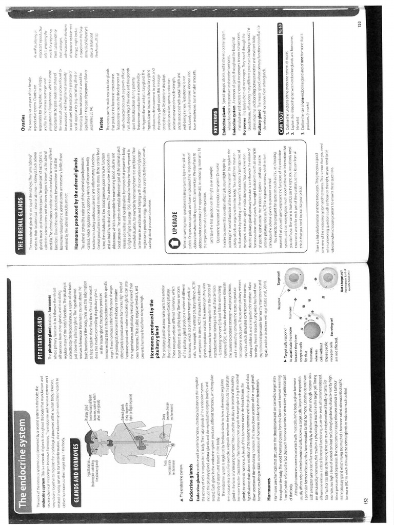 Textbook Handouts Endocrine Only | PDF