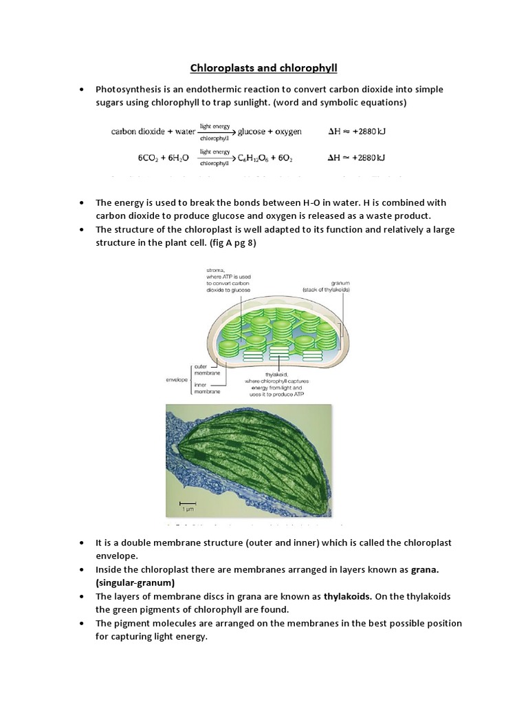 Chloroplasts and Chlorophyll T5-3 | PDF | Chloroplast | Photosynthesis