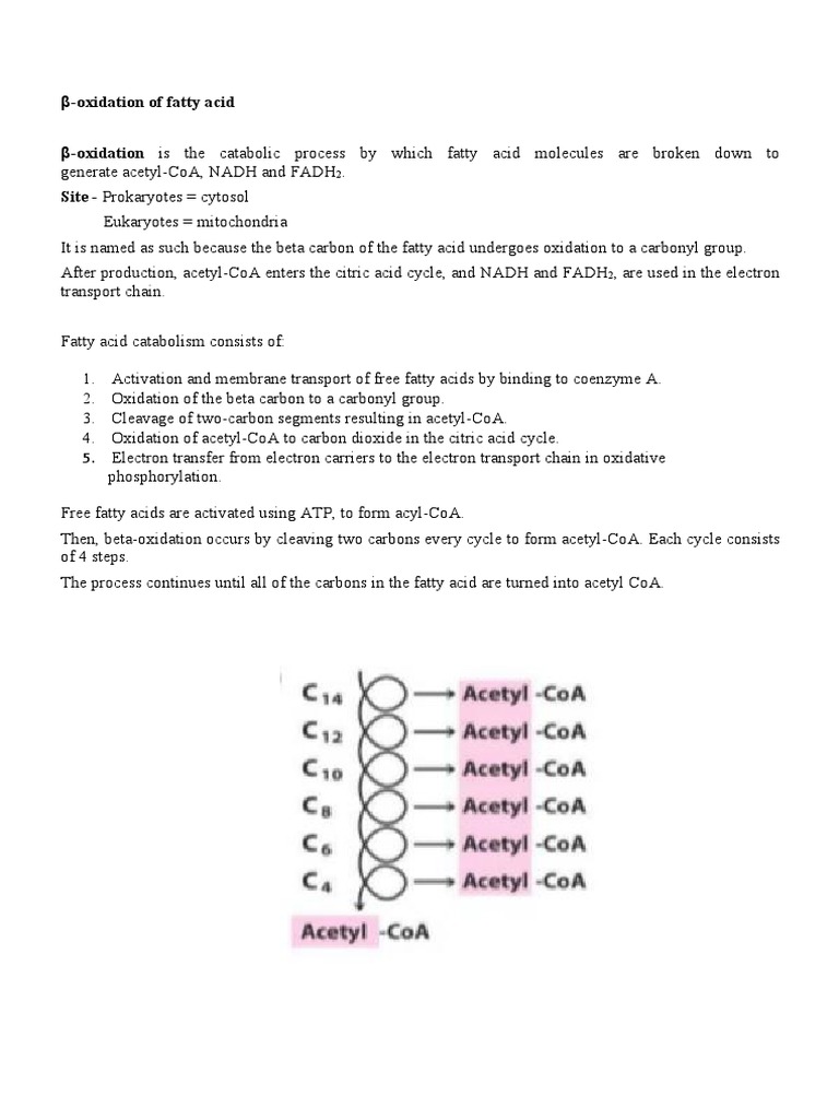 β-Oxidation of Fatty Acids Explained | PDF