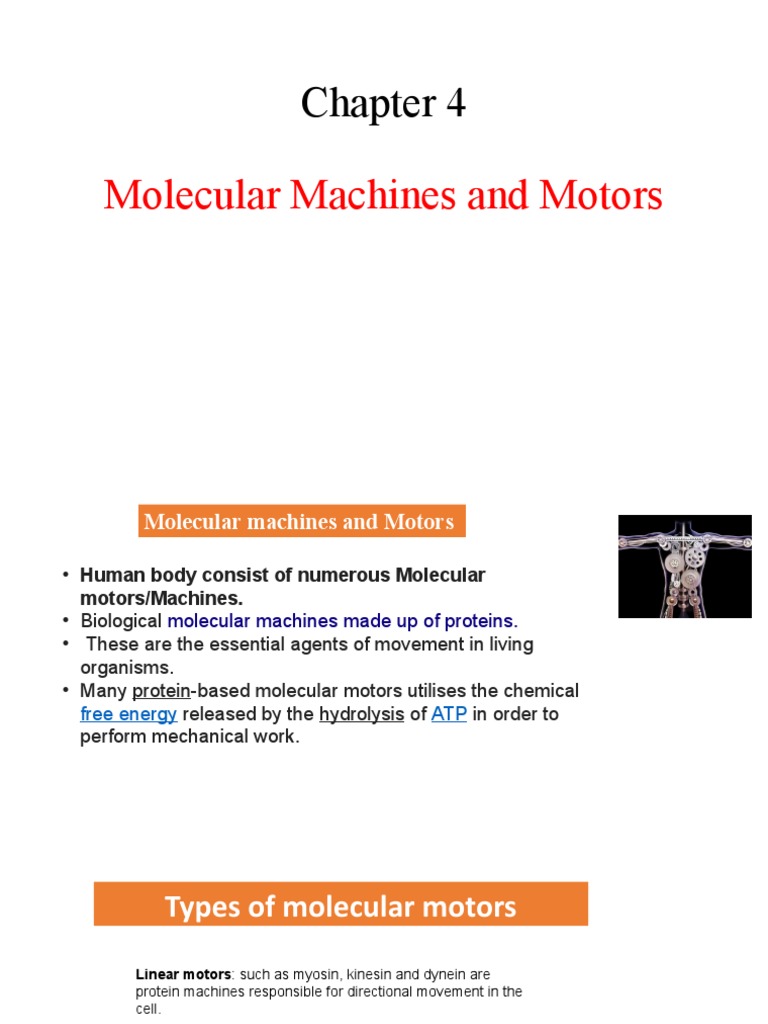Kinesin and Dynein: Cellular Motors | PDF | Cytoskeleton | Histology