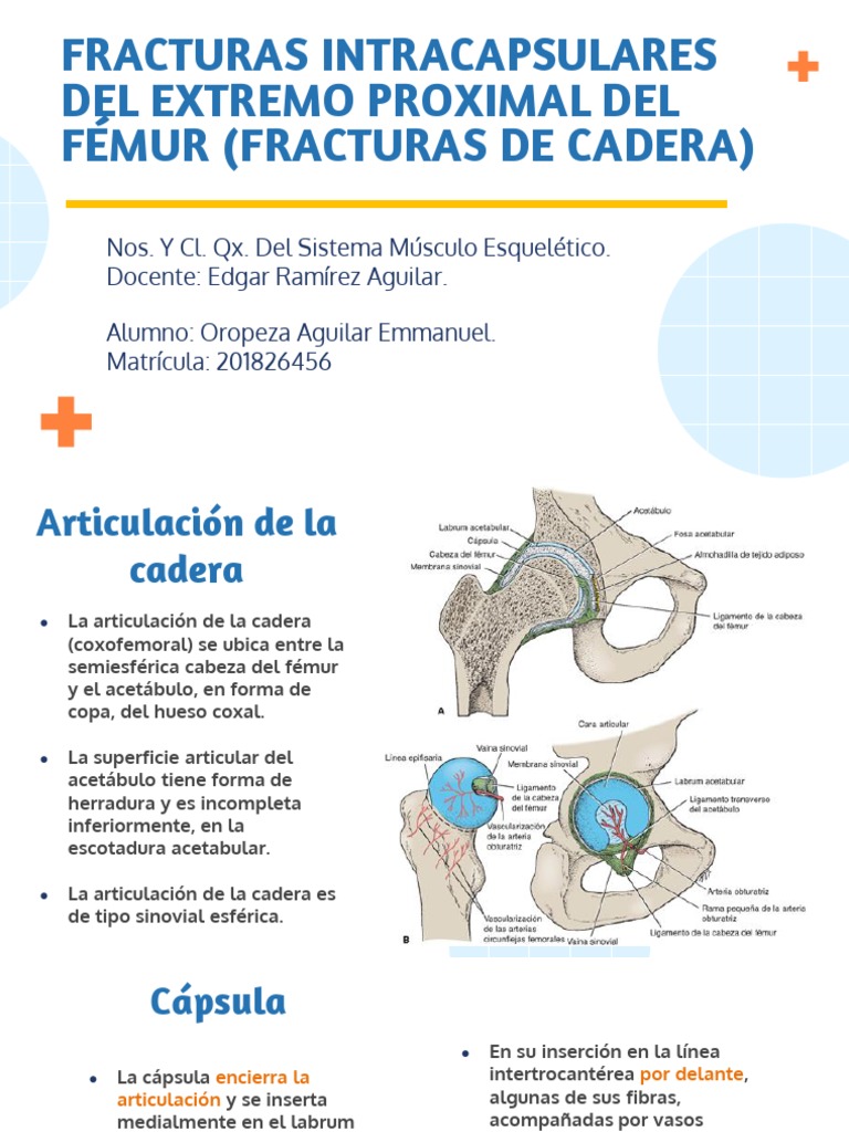 Fracturas de Cadera. | PDF | Sistema musculoesquelético | Anatomía del ...