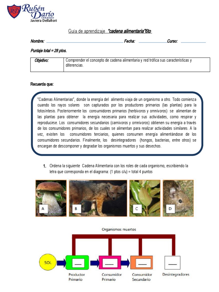 Guia Cadenas y Redes Alimentarias | PDF