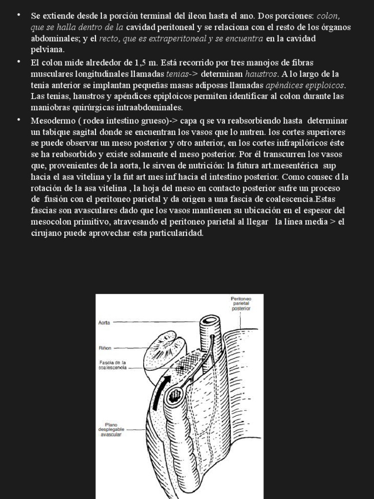 Colon, Recto, Ano | Descargar gratis PDF | Intestino grueso | Cáncer ...