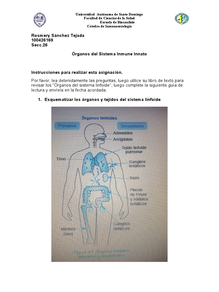 Tarea 2.3 - Organos Del Sistema Inmune | PDF | Sistema linfático | Linfa