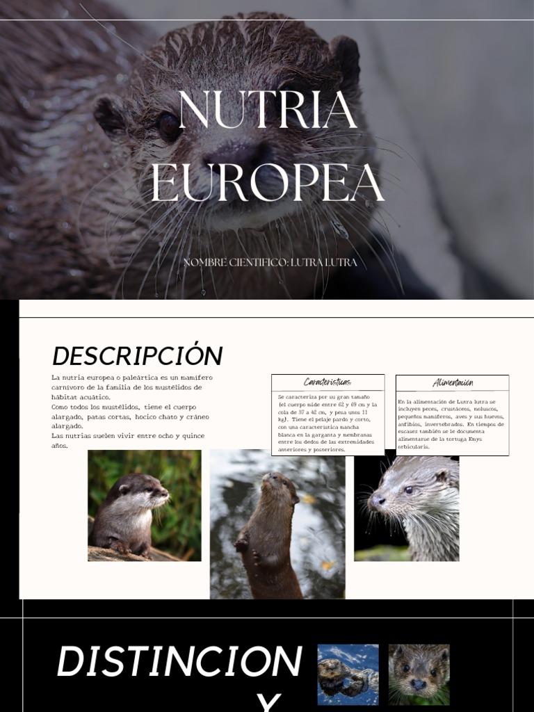 Las Nutrias | PDF | Hogar, jardinería y bricolaje