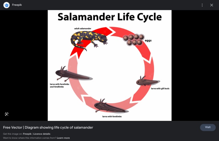 Searchq Salamanders+Life+Cycle&Rlz 1C9BKJA EnKR911KR911&Hl en GB&PRMD ...
