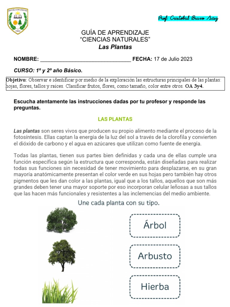 GUÍA DE APRENDIZAJE - Las Plantas | PDF | Plantas | Hoja