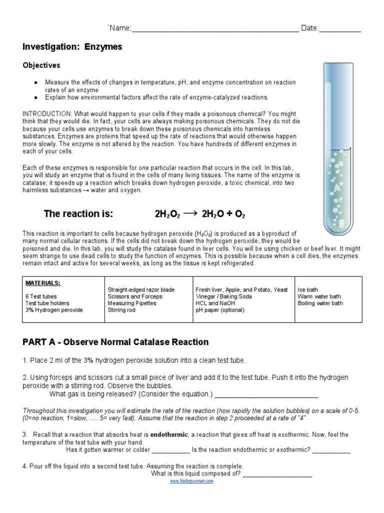 Investigation - Enzymes and Hydrogen Peroxide - CER | PDF | Catalase | Hydrogen Peroxide