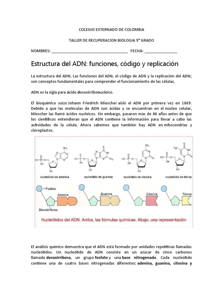 Taller de Recuperación de Primer Periodo Grado 9° | PDF | Adn | Nucleótidos