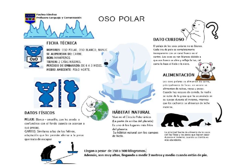 Ainfografía Oso Polar Tercero Básico Terminada Paulina Sánchez | PDF