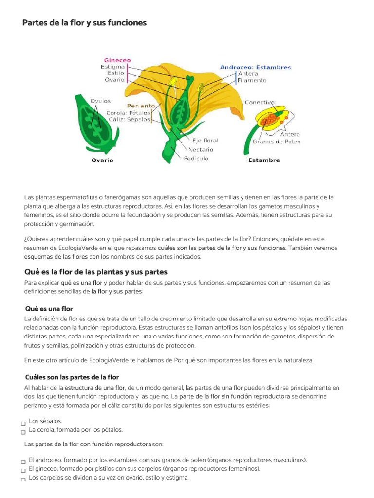 Partes de La Flor y Sus Funciones | PDF | Flores | Reproducción