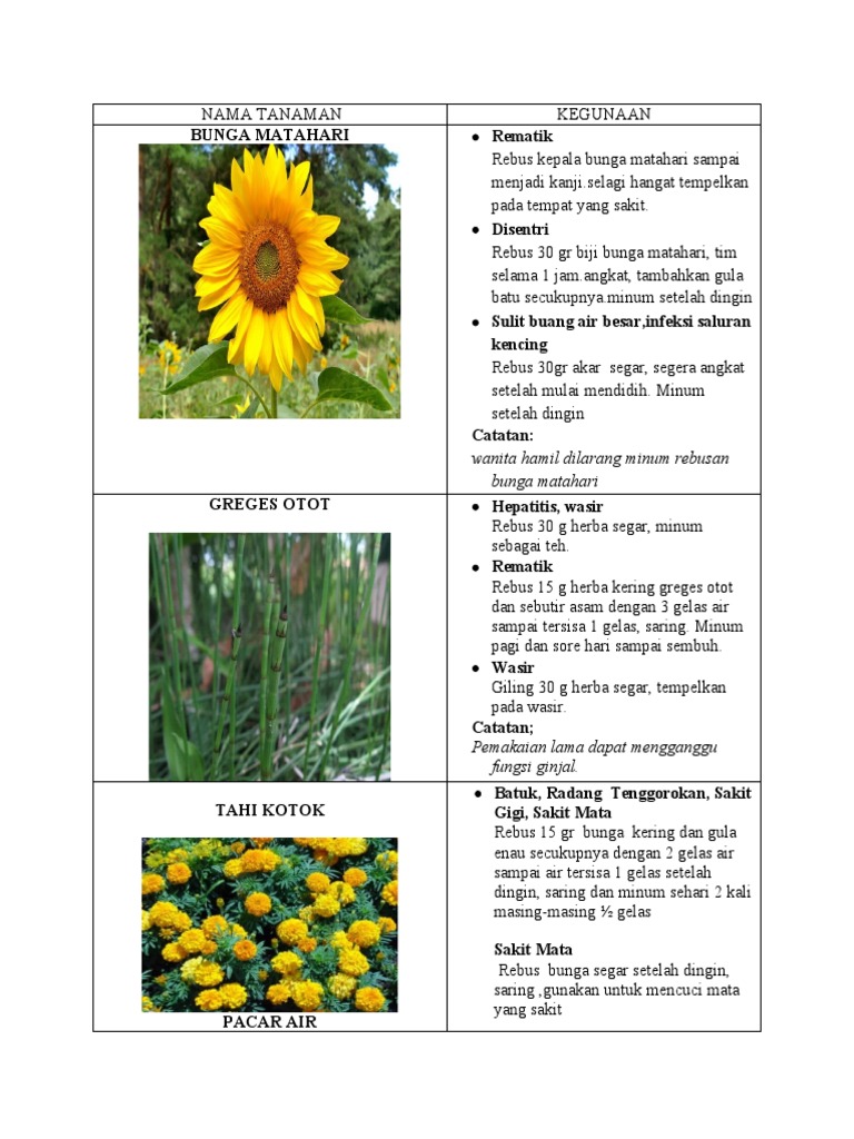 Tanaman Herba | PDF | Kesehatan Holistik