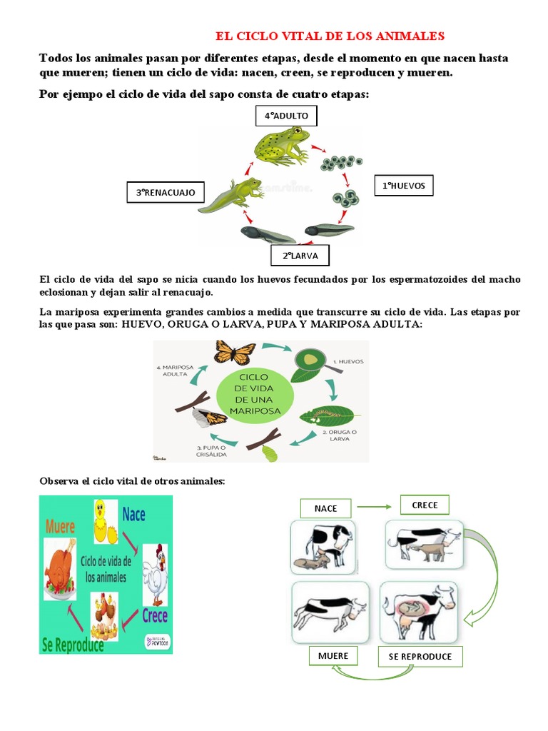 El Ciclo Vital de Los Animales | PDF