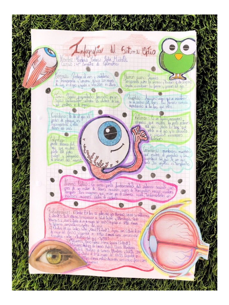 Infografía Del Sistema Optico | PDF