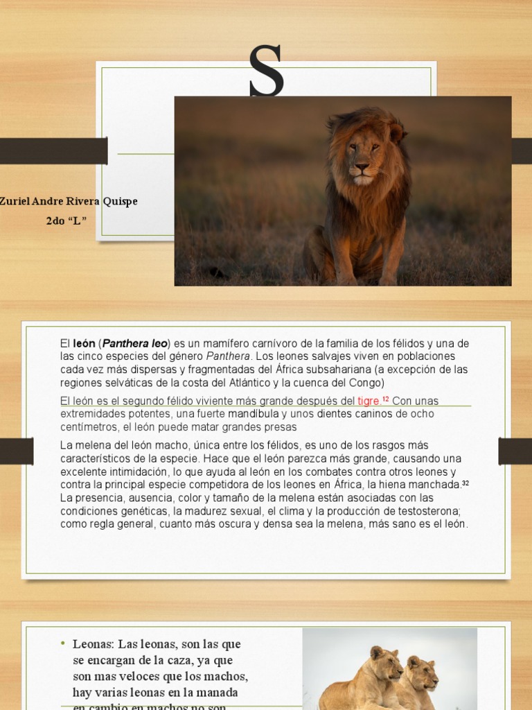 Características del león y su hábitat | PDF | Ciencia y matemáticas ...