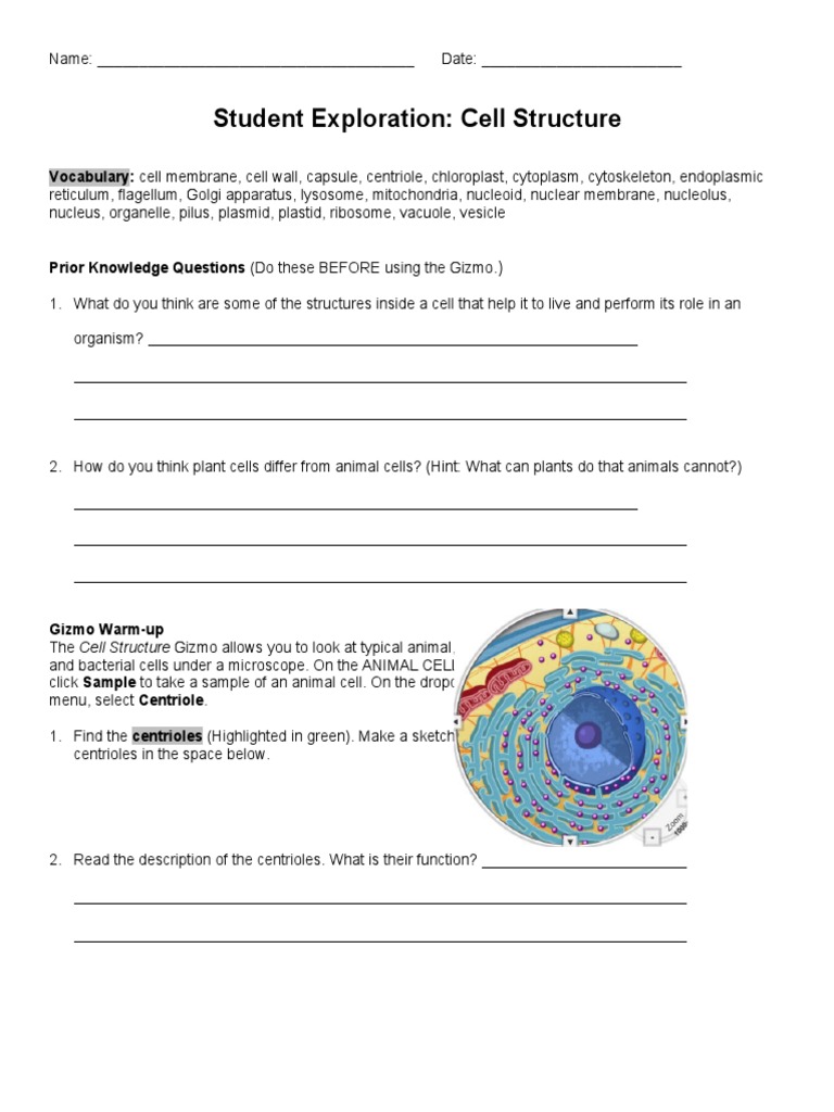 Activity 1.3 Exploring Cell | PDF Activity 1.3 Exploring Cell | PDF
