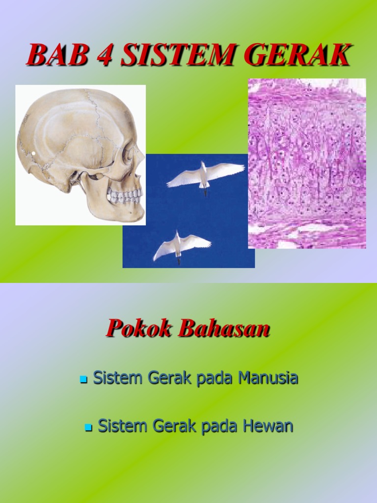 Gambar Alat Gerak Manusia | PDF
