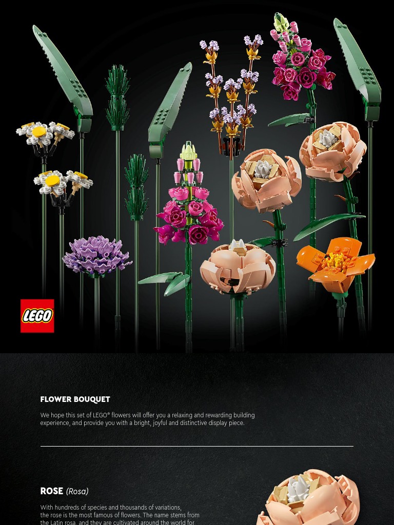 en Info Booklet | PDF | Rose | Flowers