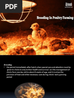 Layer Farming Guide for Sikkim | PDF | Poultry Farming | Birds