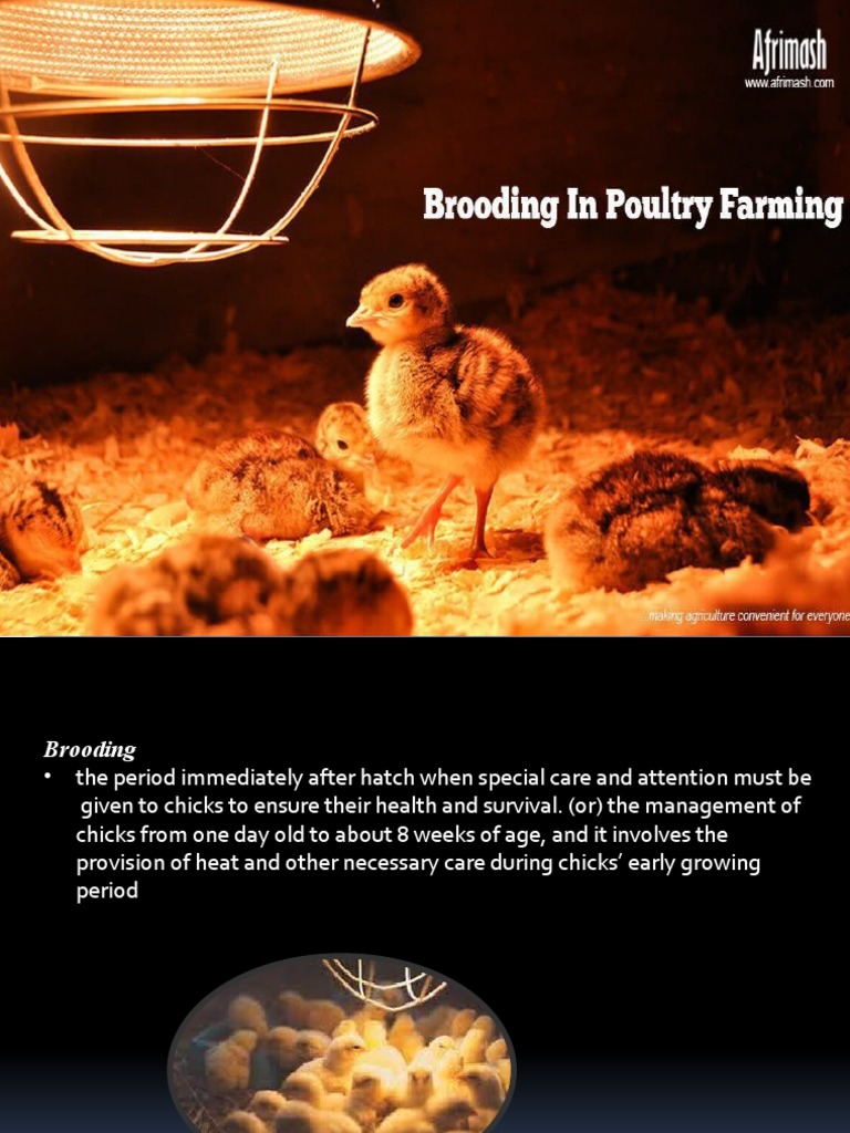 Brooding Manageement | PDF | Birds