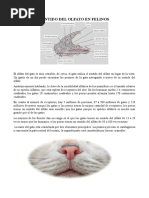 Anatomía del Gato: Estructura y Funciones | PDF | Gatos | Esqueleto