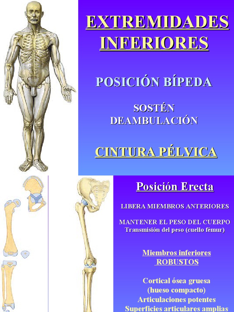 Miembro Inferior Huesos y Articulaciones | PDF | Rodilla | Articulaciones