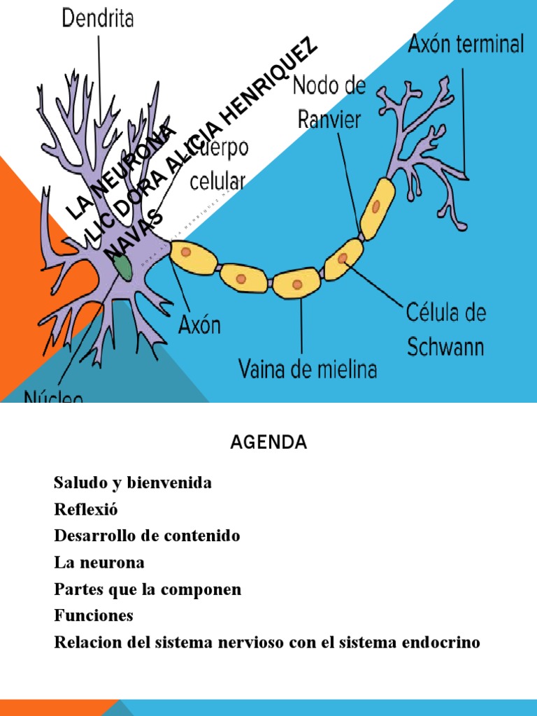 La Neurona | PDF | Axon | Neurona