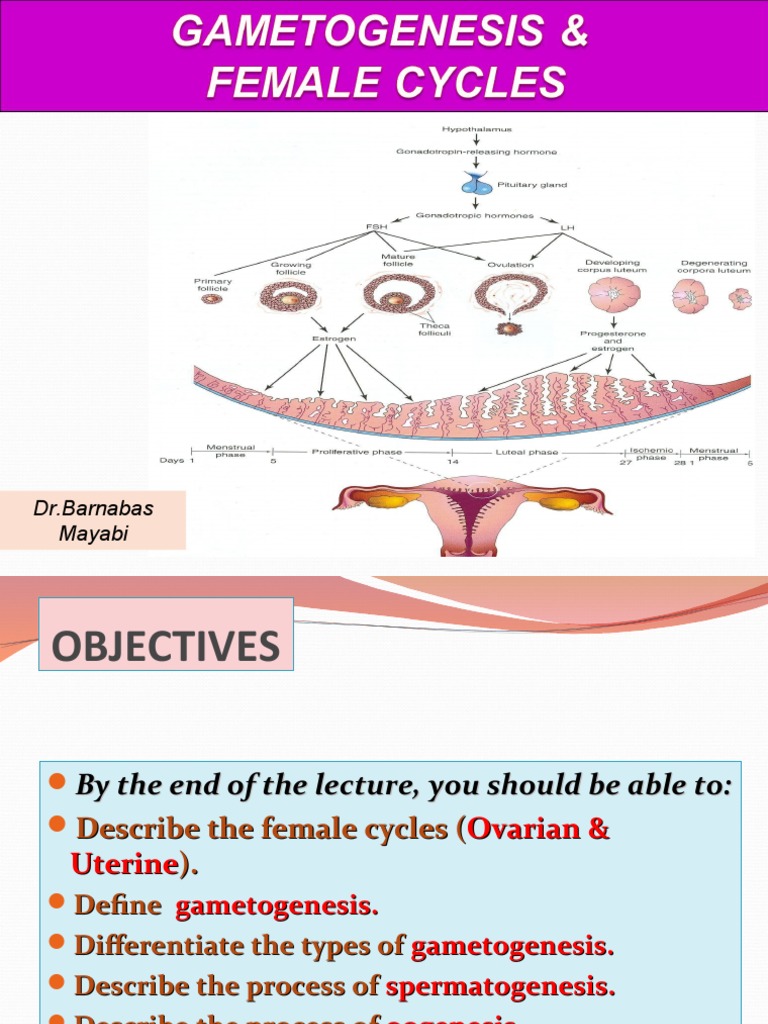 2 - Gametogenesis and Female Cycles | PDF | Menstrual Cycle | Meiosis