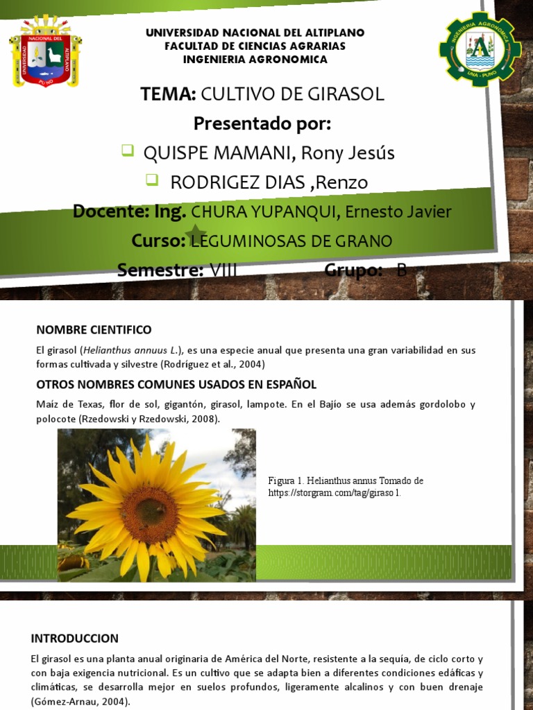 Cultivo de Girasol | Descargar gratis PDF | Flores | Siembra