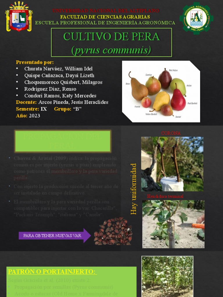 Cultivo Pera | PDF | Pera | Injerto