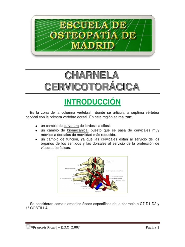 Charnela Cervicotorácica y Fascia Cervical | PDF | Sistema nervioso ...