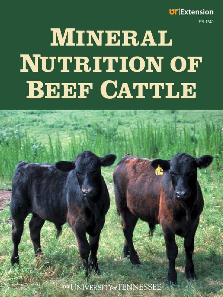 Beef Cattle Mineral Guide | PDF | Soil | Fertilizer