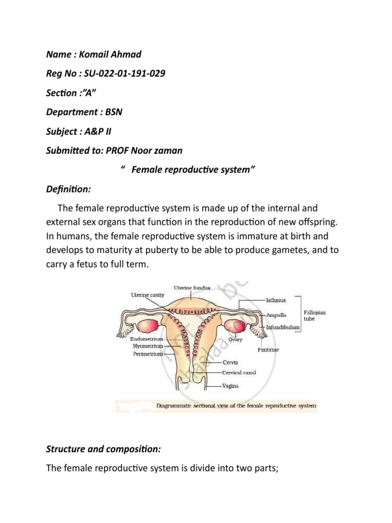 Overview of the Female Reproductive System | PDF | Menstrual Cycle ...