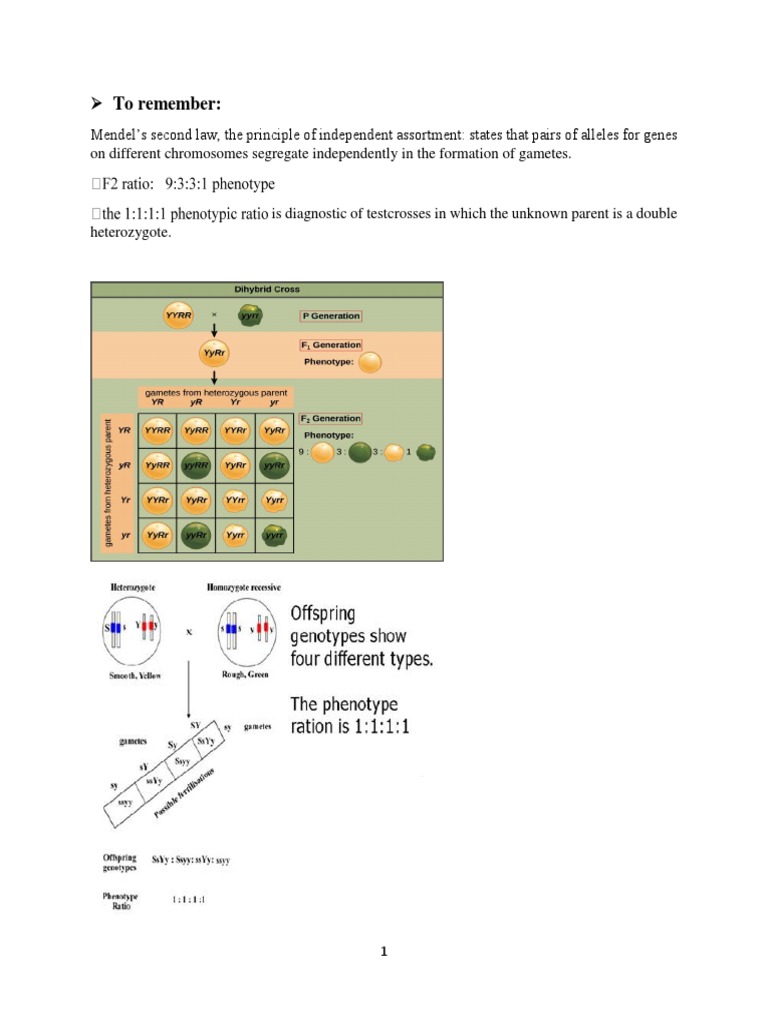 Exercices On Genetics Map | PDF | Genetic Linkage | Genetics