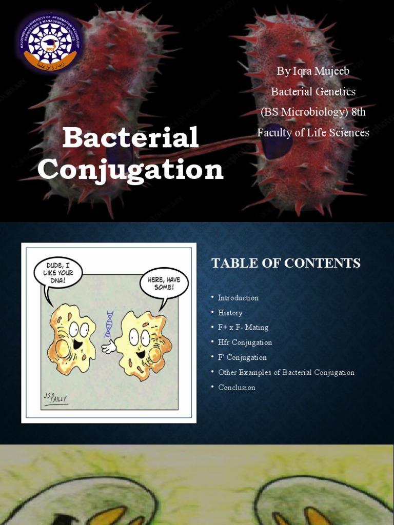 Overview of Bacterial Conjugation | PDF | Plasmid | Microscopy