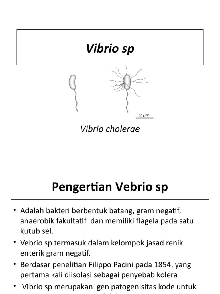 Vibrio 11 12 | PDF