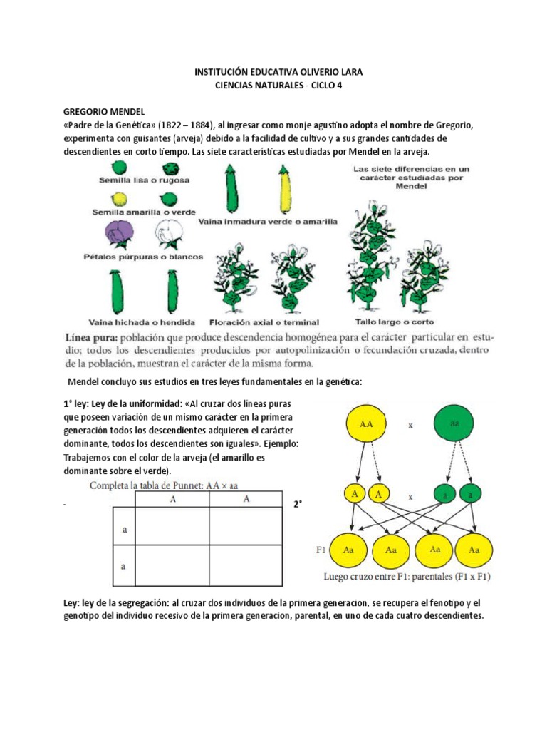 Guia Genetica Mendeliana | PDF