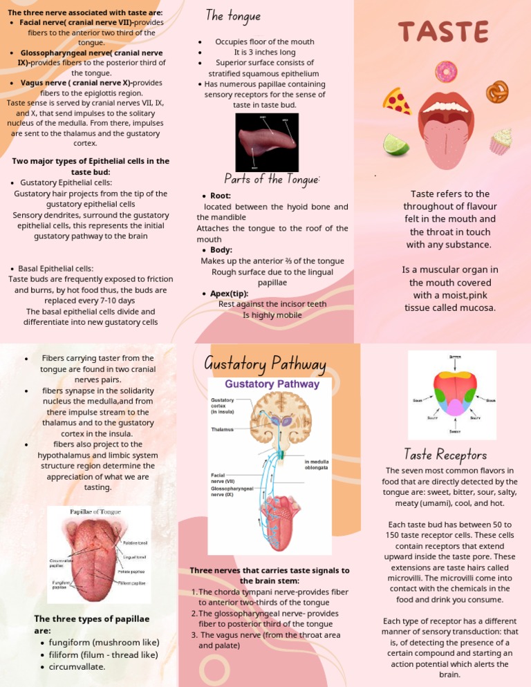 Taste Brochure | PDF | Taste | Tongue